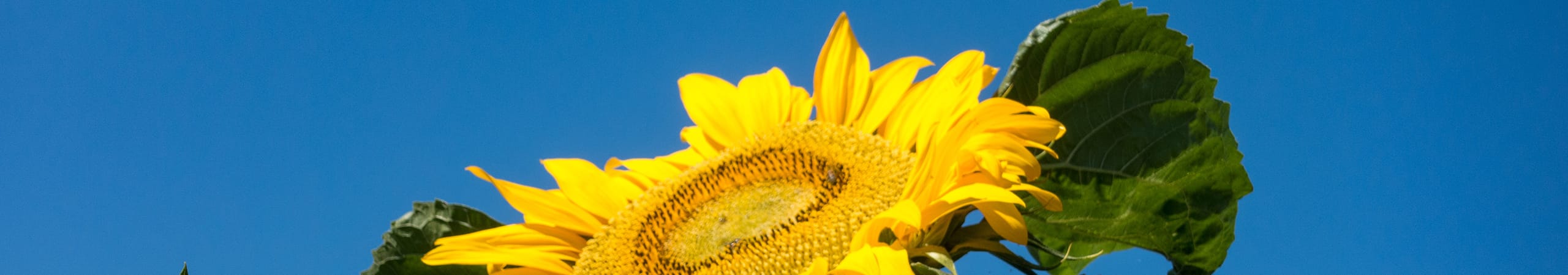 Météo Munich (Bavière) - Bulletin détaillé - Prévisions METEO ...